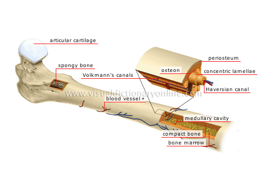 OSTEOLOGY (VETERINARY ANATOMY)