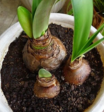 Bulbos para tu jardín o terraza - Vivero Green House