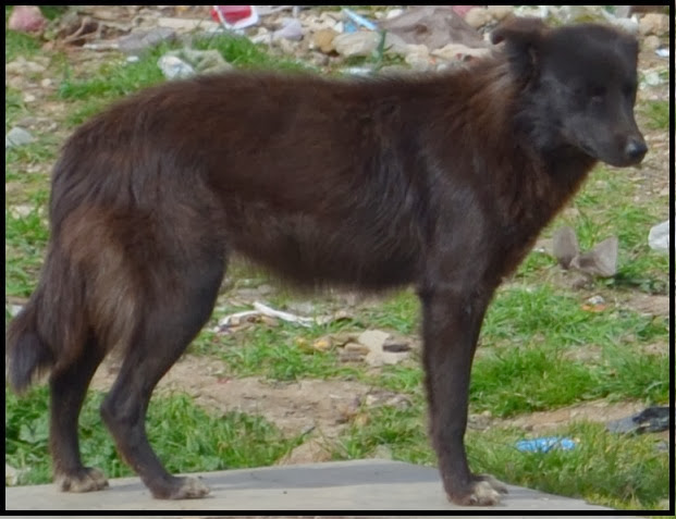 Ir(relevant) Profoundities: Aidi - Dog Breed Profile