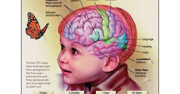 Dr Johan Prinsloo - Homeopath: Your Child's Brain Development