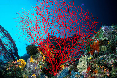 PHILIPPINES TOURS ET VOYAGES: LE CORAIL EST MALADE