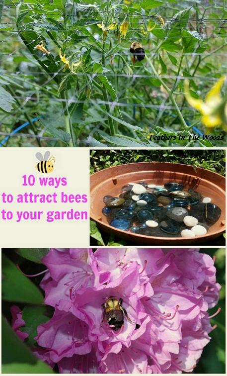 10 Ways to attract bees to your garden - Feathers in the woods