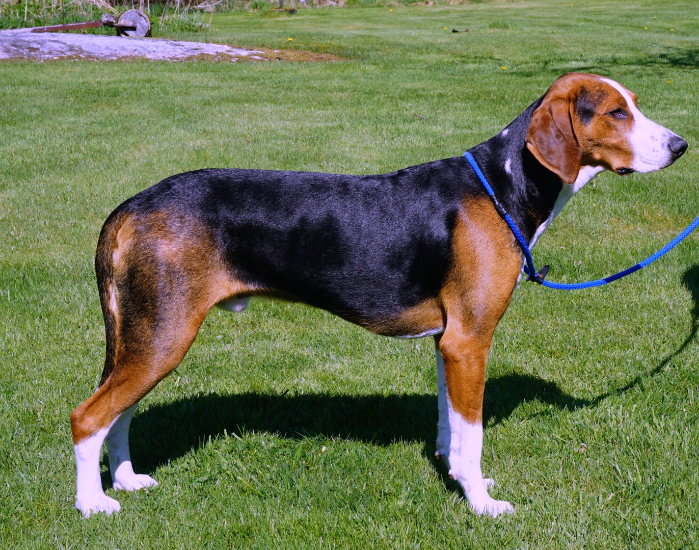 Belger du Nord: Belger du Nord Axel