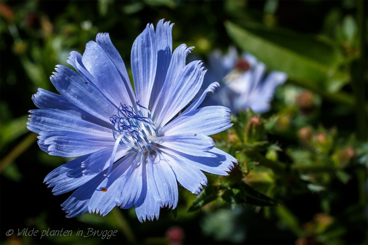 Wilde planten in Brugge: Wilde cichorei