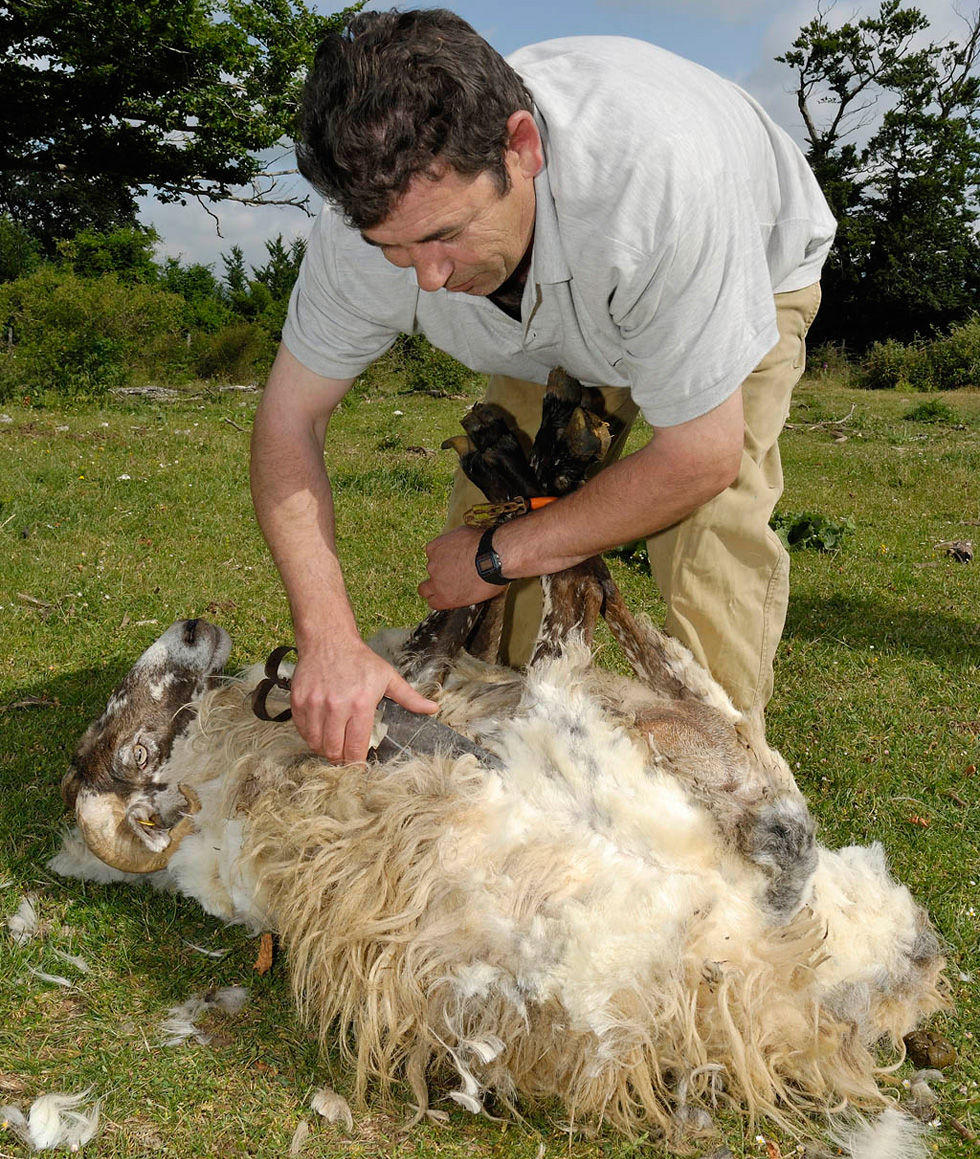 ALGUNAS CURIOSIDADES...: EL TRASQUILADO DE LAS OVEJAS