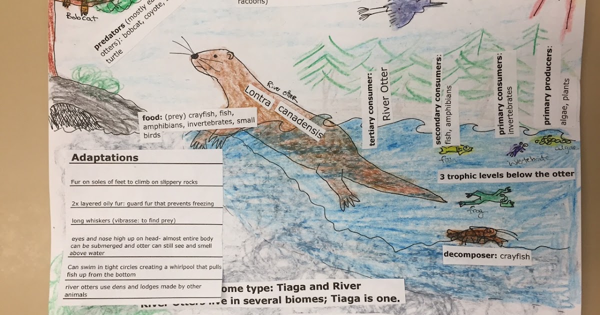 Biology- Chinook Academy (Kemper): Finding Your Niche Poster Project