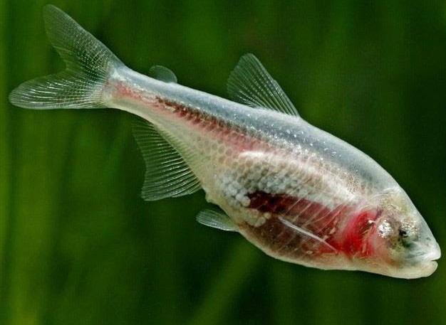 Những Loài Cá Trong Suốt Như Thủy Tinh - 9999 Bí Mật