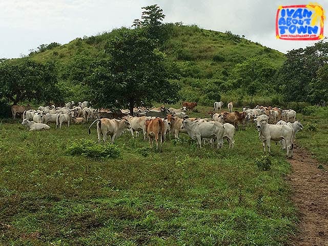 Ranch tourism in Masbate: Be a ranchero for a day! Holy cow! | Ivan ...