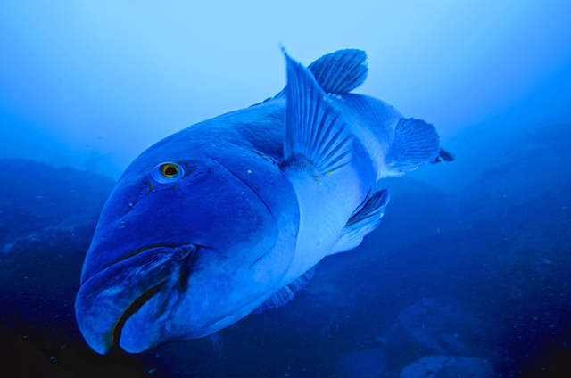 SEA ANIMALS: November 2011