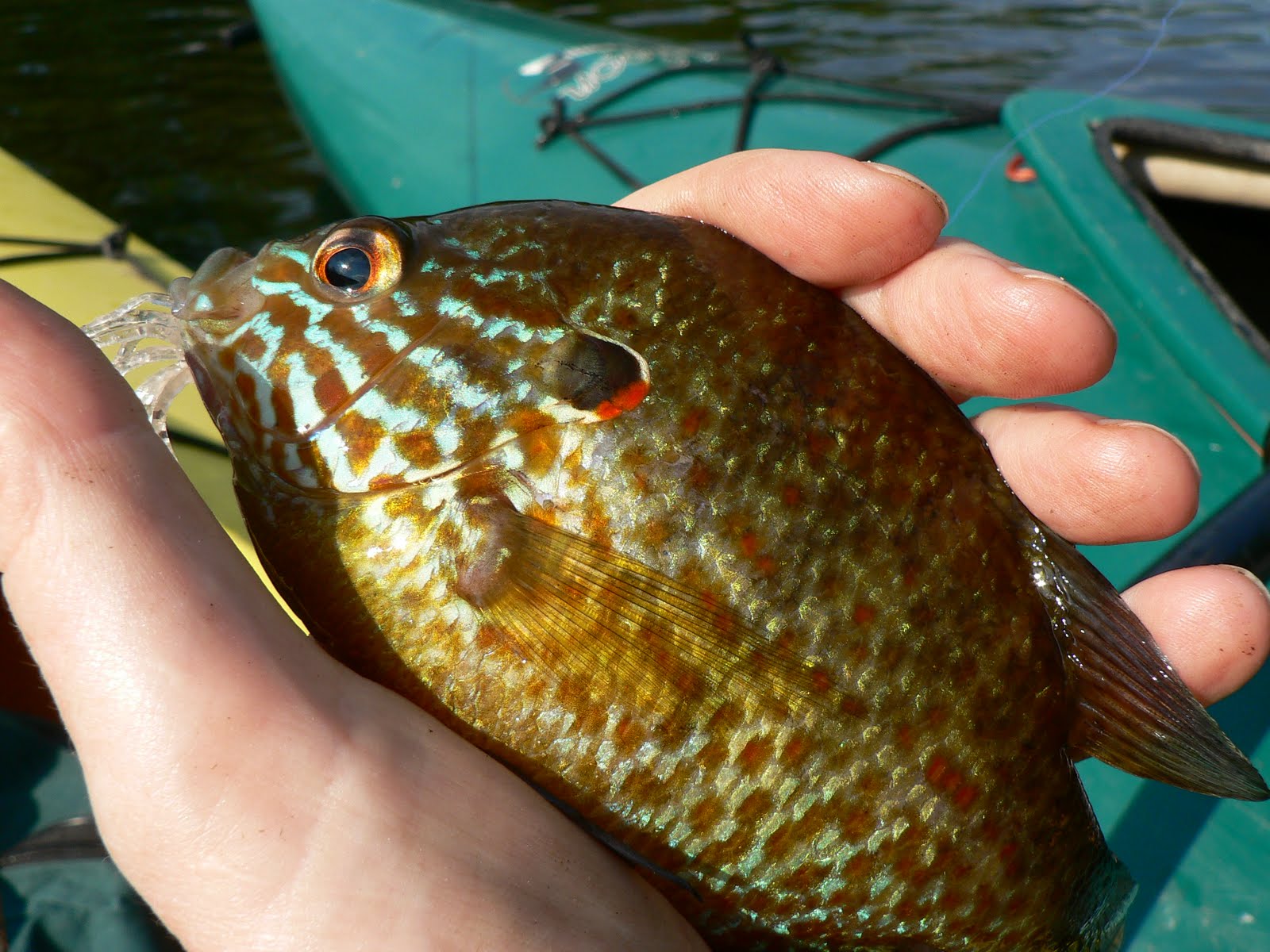 SwampThings: Fishing on the Chowan