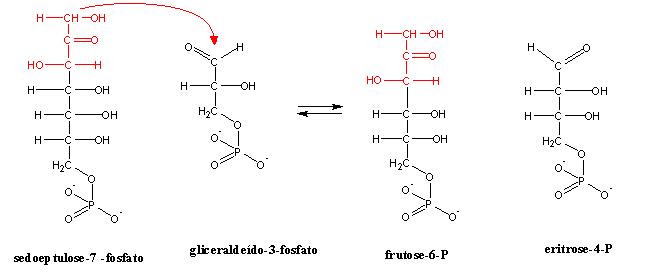 bioquimica-textose links: METABOLISMO DOS GLUCIDOS