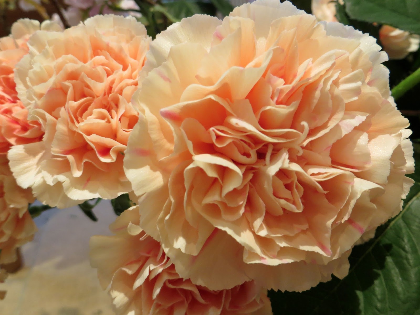 Treetops - One day classes in Newbury: Summer Flowers with Susanna