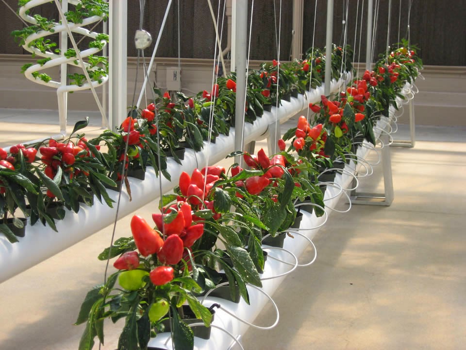 Cara Menanam Cabe Hidroponik ~ Hidrafarm