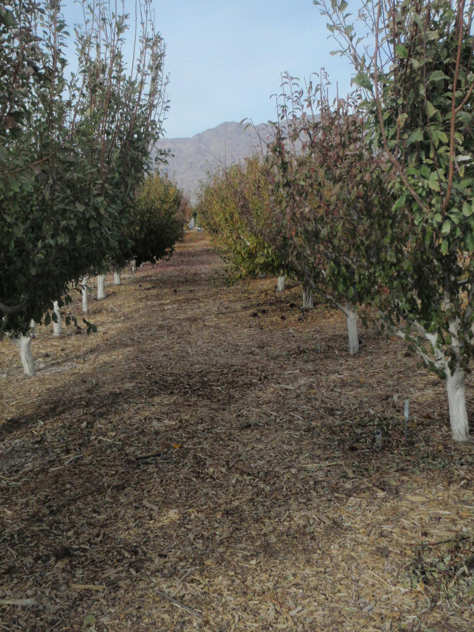 Xtremehorticulture of the Desert: 04 March 2012