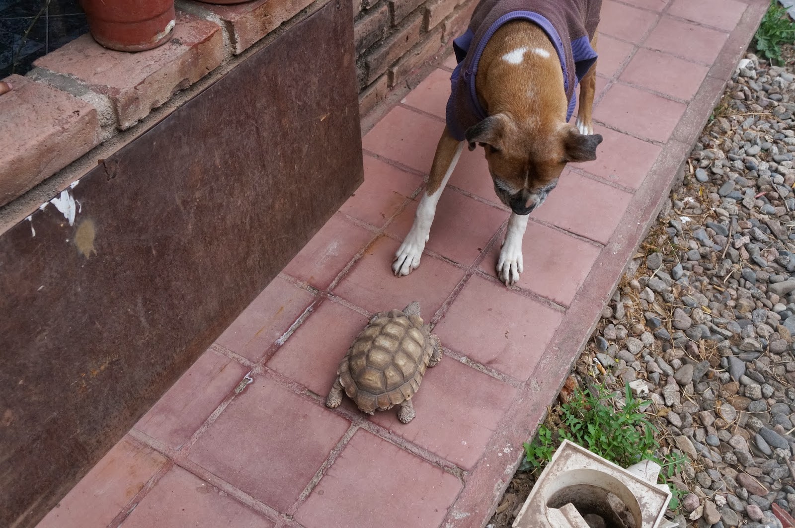 One year in Argentina.: Random Billeder og sjove ting :P