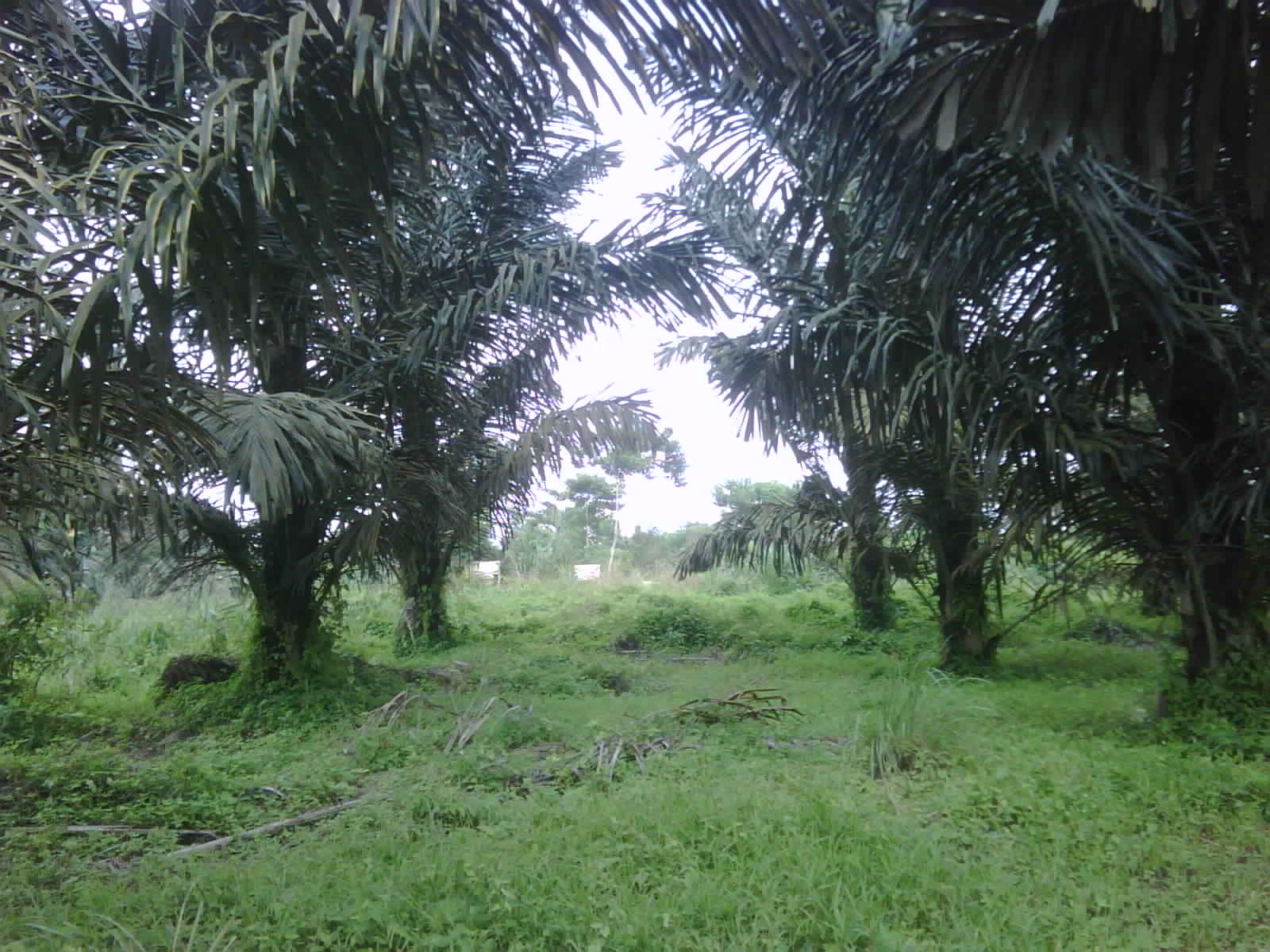 RANGER CAKRABUANA (GEMPPA): Pohon Aren Untuk Konservasi Tanah Dan Air