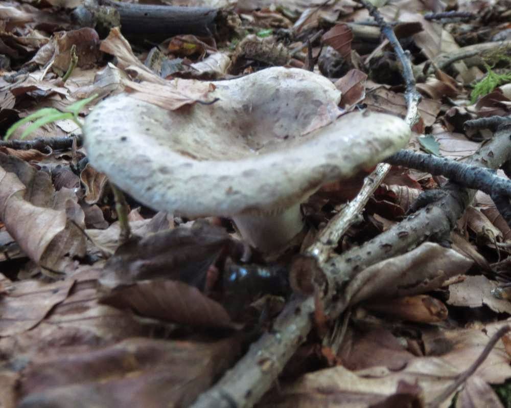 Cataloguing Cullaloe: Beech Milkcap