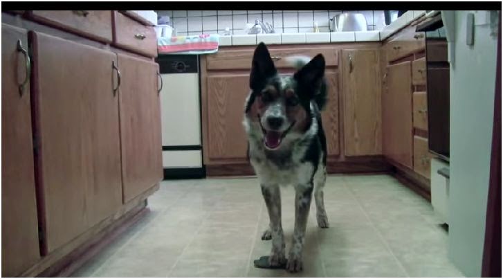 Video Incredibili Animali: Il Cane Più Intelligente In Assoluto