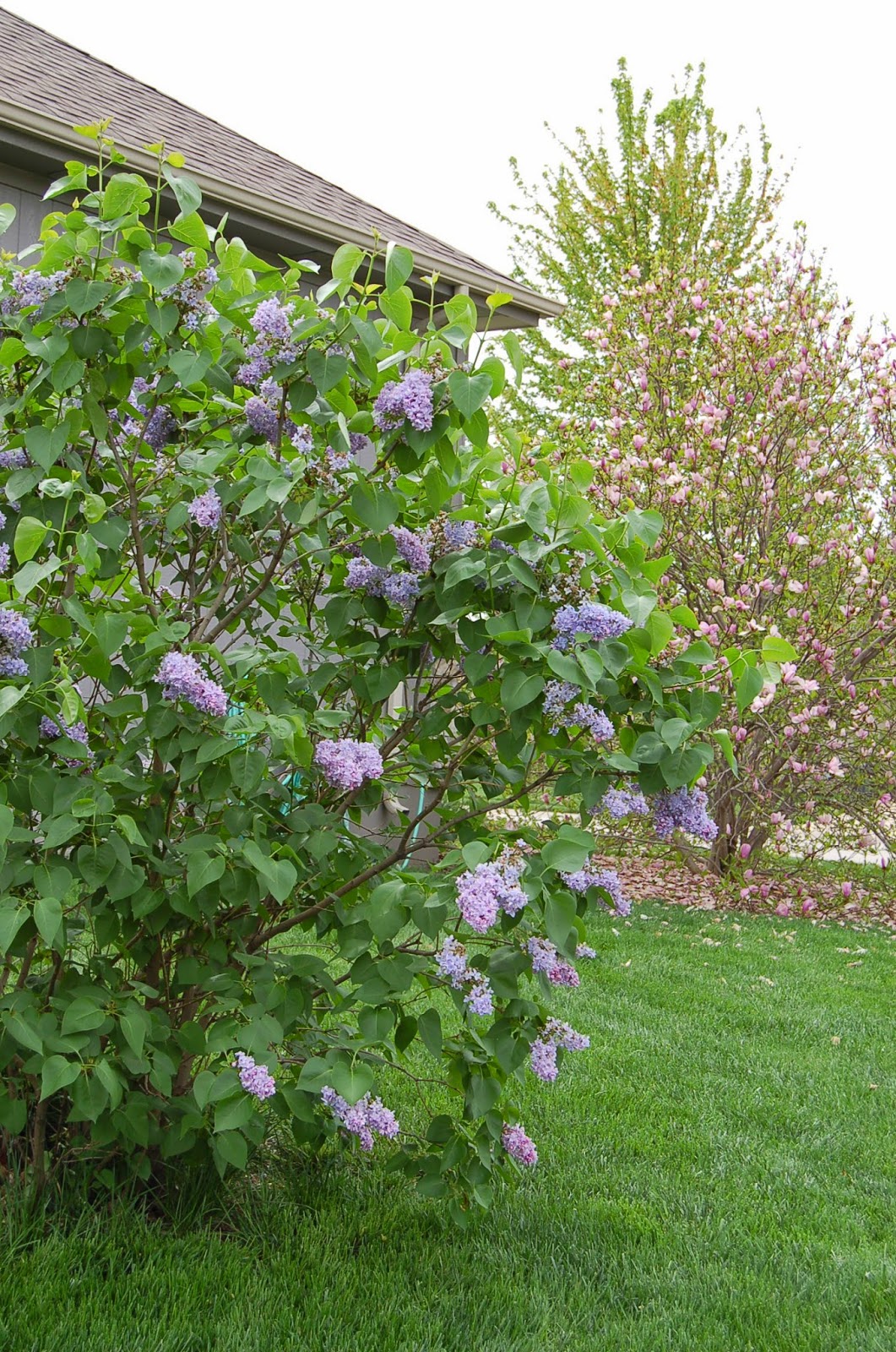 Micky Nuessen: Bleeding hearts and lilac hedge row