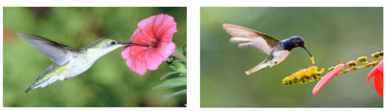 POLINIZACION: Agentes Polinizadores