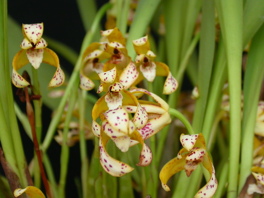 Maxillaria picta care and culture | Travaldo's blog