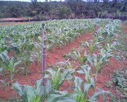 anaklaut: JAGUNG MANIS