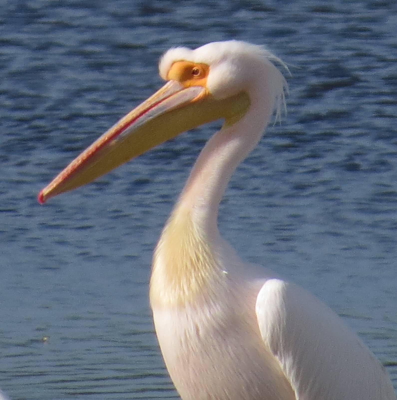 Florida Suncoast Birding: Great White Pelican