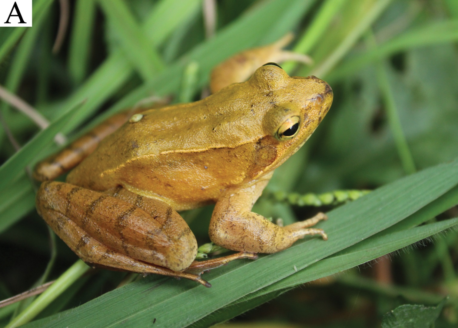 Species New to Science: [Herpetology • 2017] Rana dabieshanensis • A ...