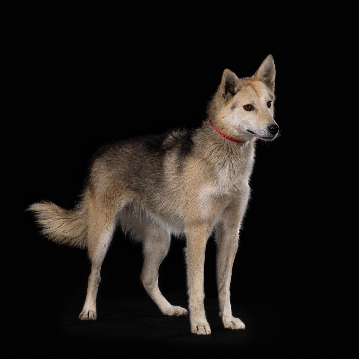 Chipper Wins Dog Fan Club Draw - SP Kennel