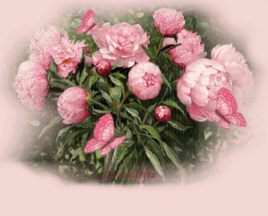 Kwiaty: Kwiaty peonie,piwonie