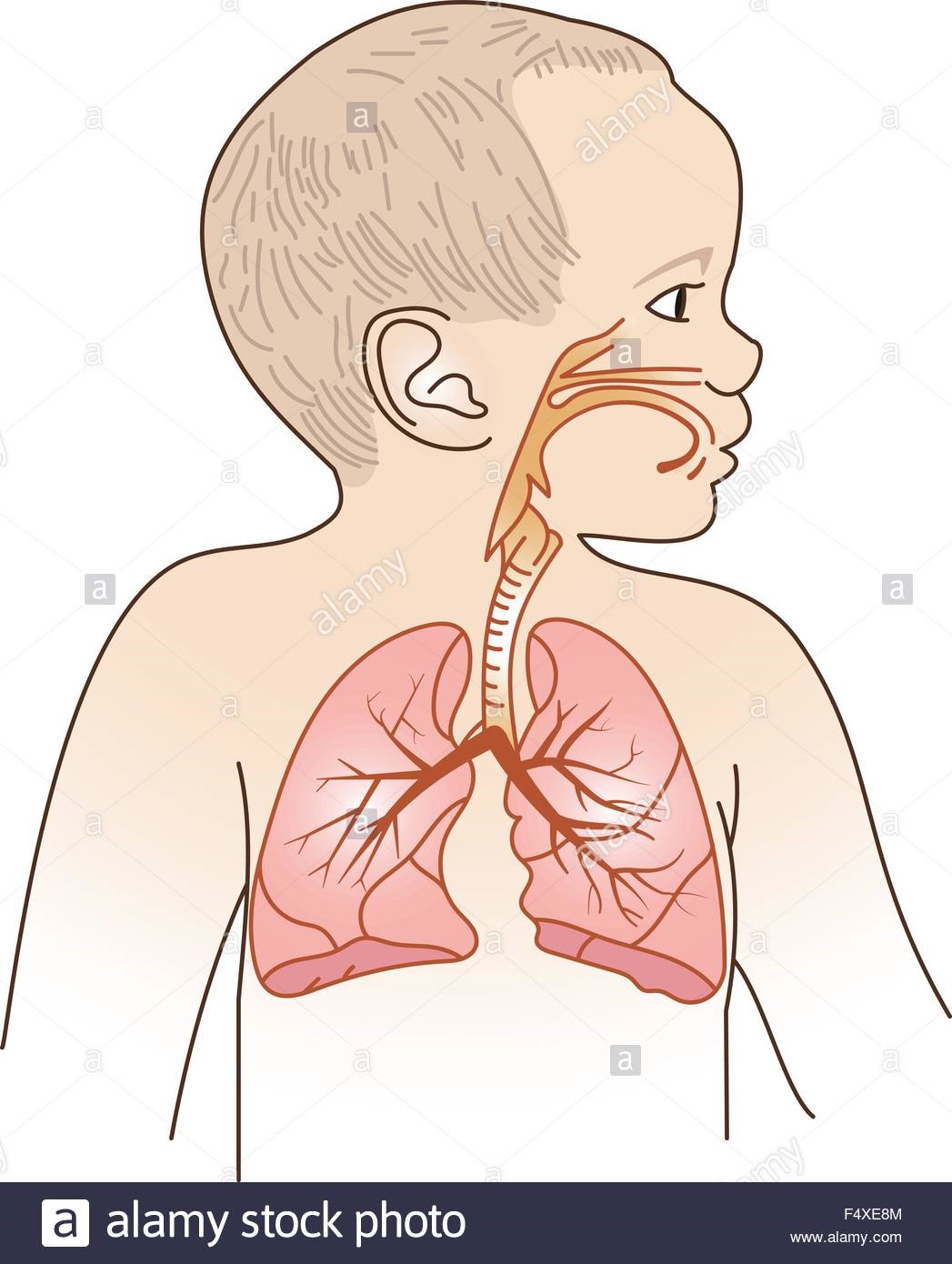 Science Class 6EP: RESPIRATORY SYSTEM