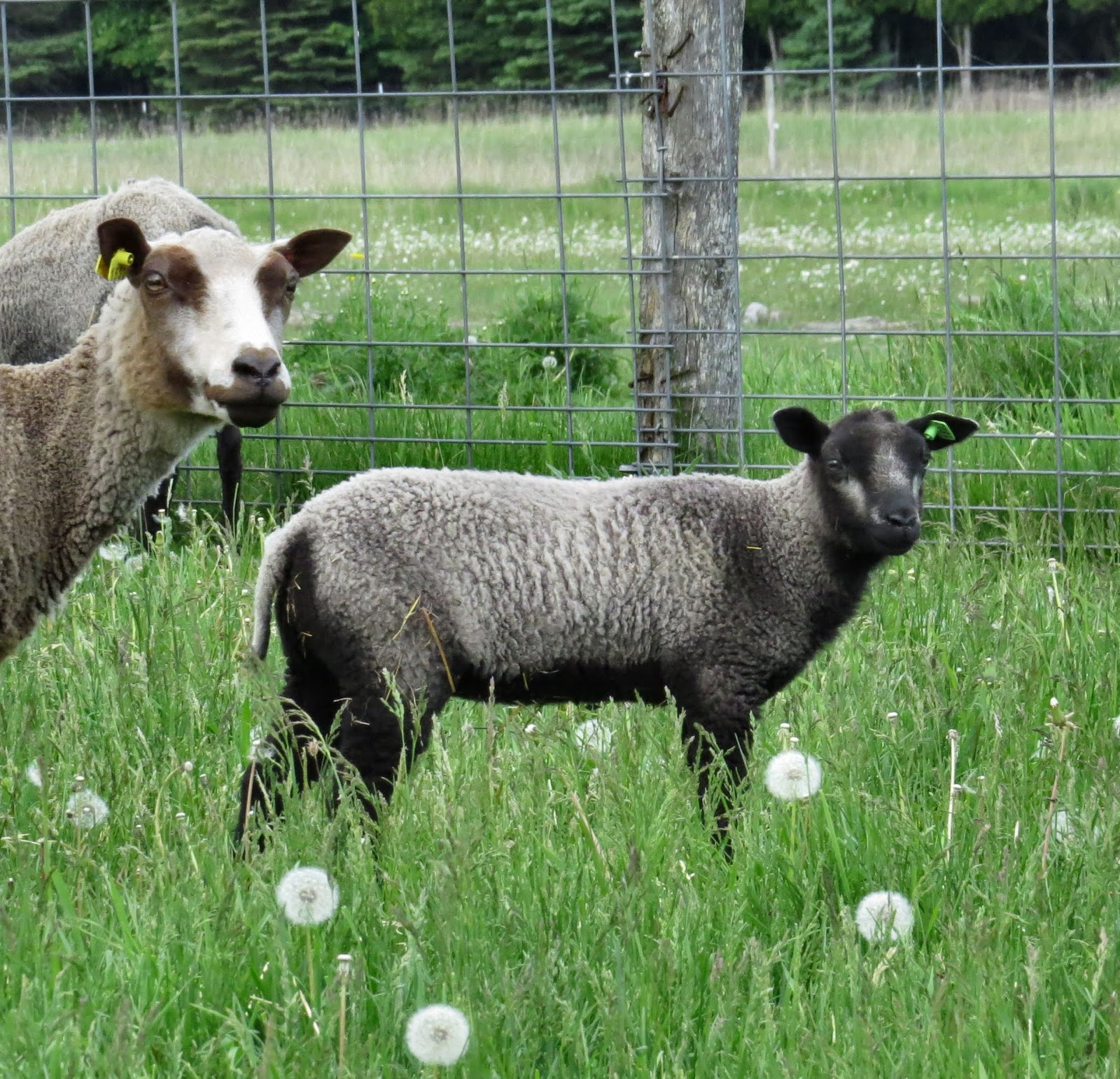 "Ewe's Have It Farm", Shetland Sheep : June 2018