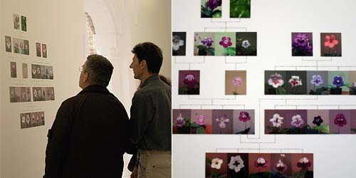 George Gessert - Iris Project - Artist Research | Julia Cowell's UCA ...