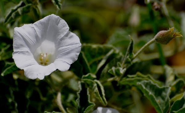 Back of Beyond The NT: Journey South / Stuart Highway