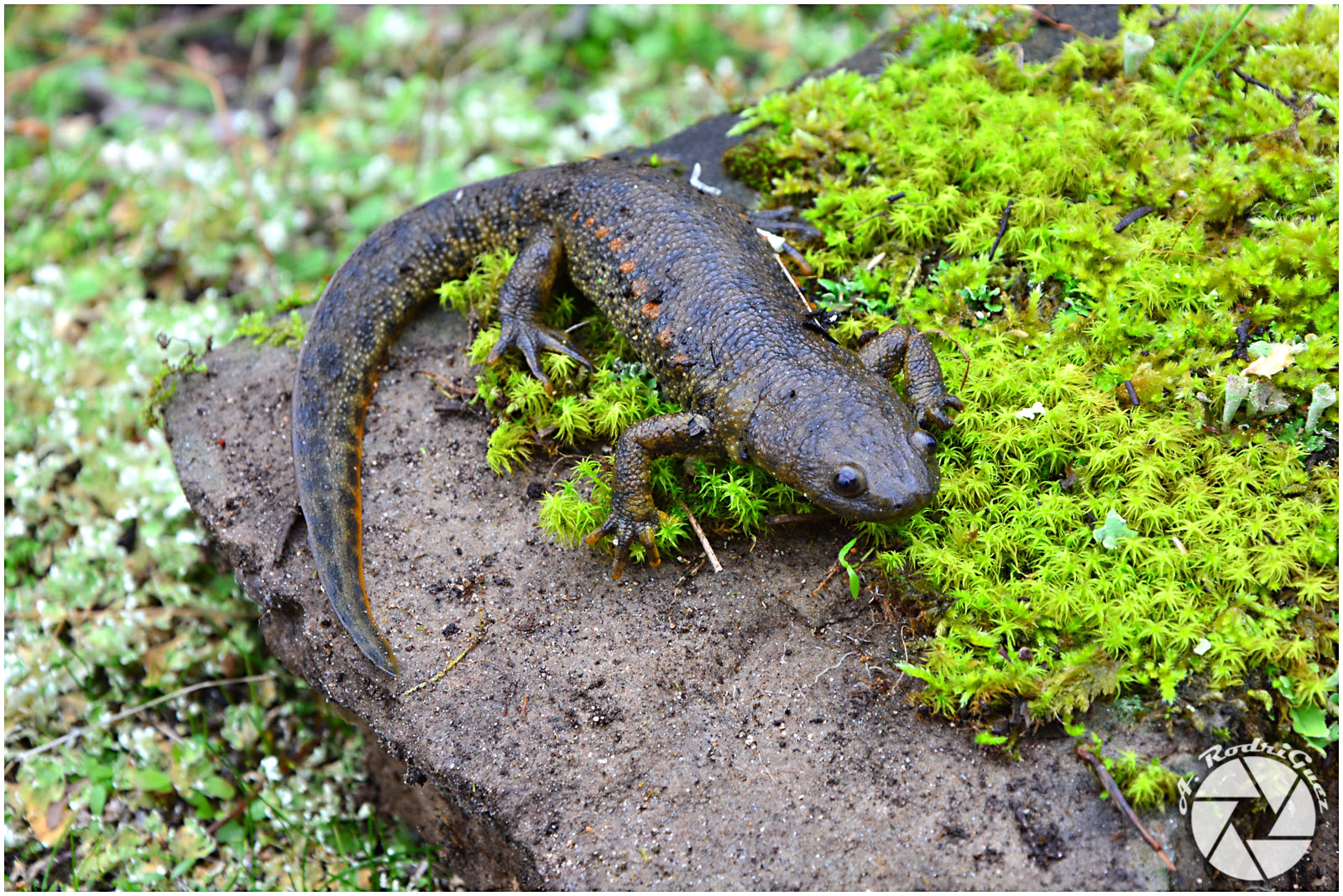 Naturaleza y Paisajes de España: Gallipato