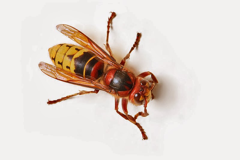 Corona Apicultores: VESPA CABRO