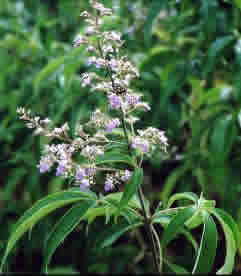 green horizon bliss: Lagundi