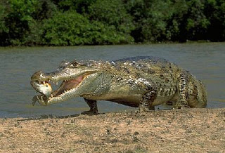 Caiman Facts-Info and New Photos | The Wildlife