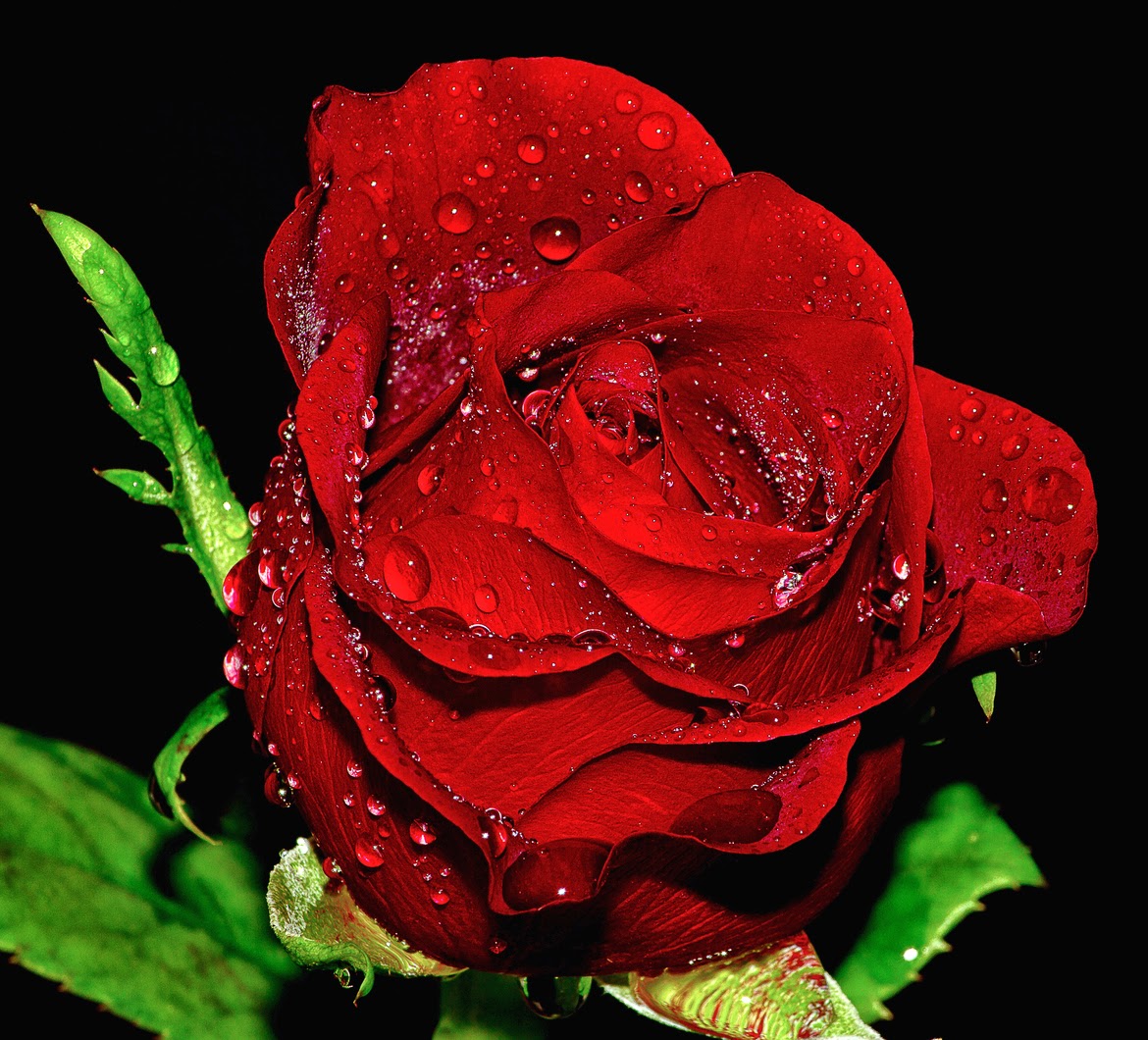 Banco de Imágenes Gratis: Rosa roja con mensaje de "Feliz Miércoles ...