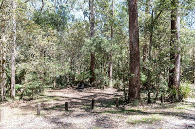 National Park Odyssey: Thungutti Campground, New England National Park ...