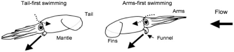 Furahan Biology and Allied Matters: It's a bird, it's a plane, it's a ...