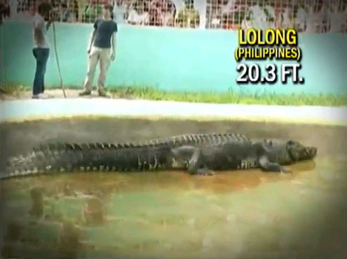 Random Thoughts on Rain's Domain: 'Lolong' world largest captured salt ...