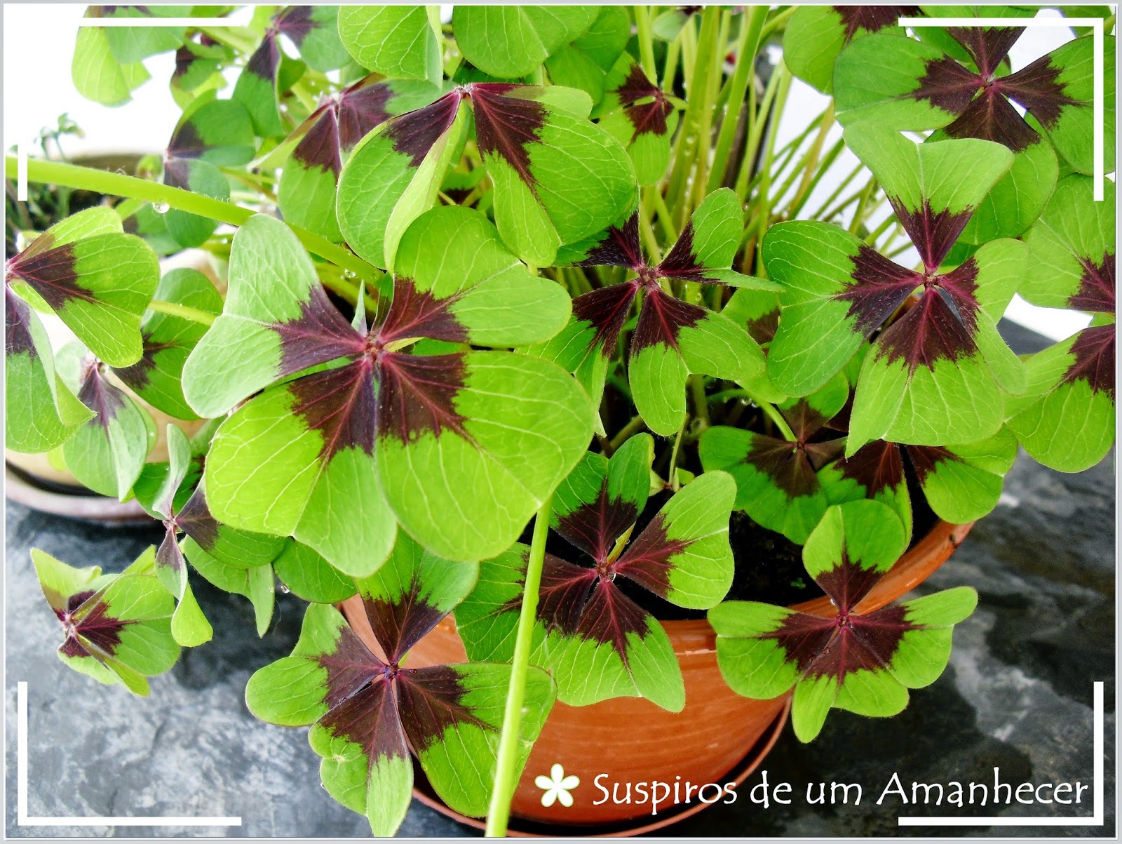 Trevo dá mesmo sorte? :)