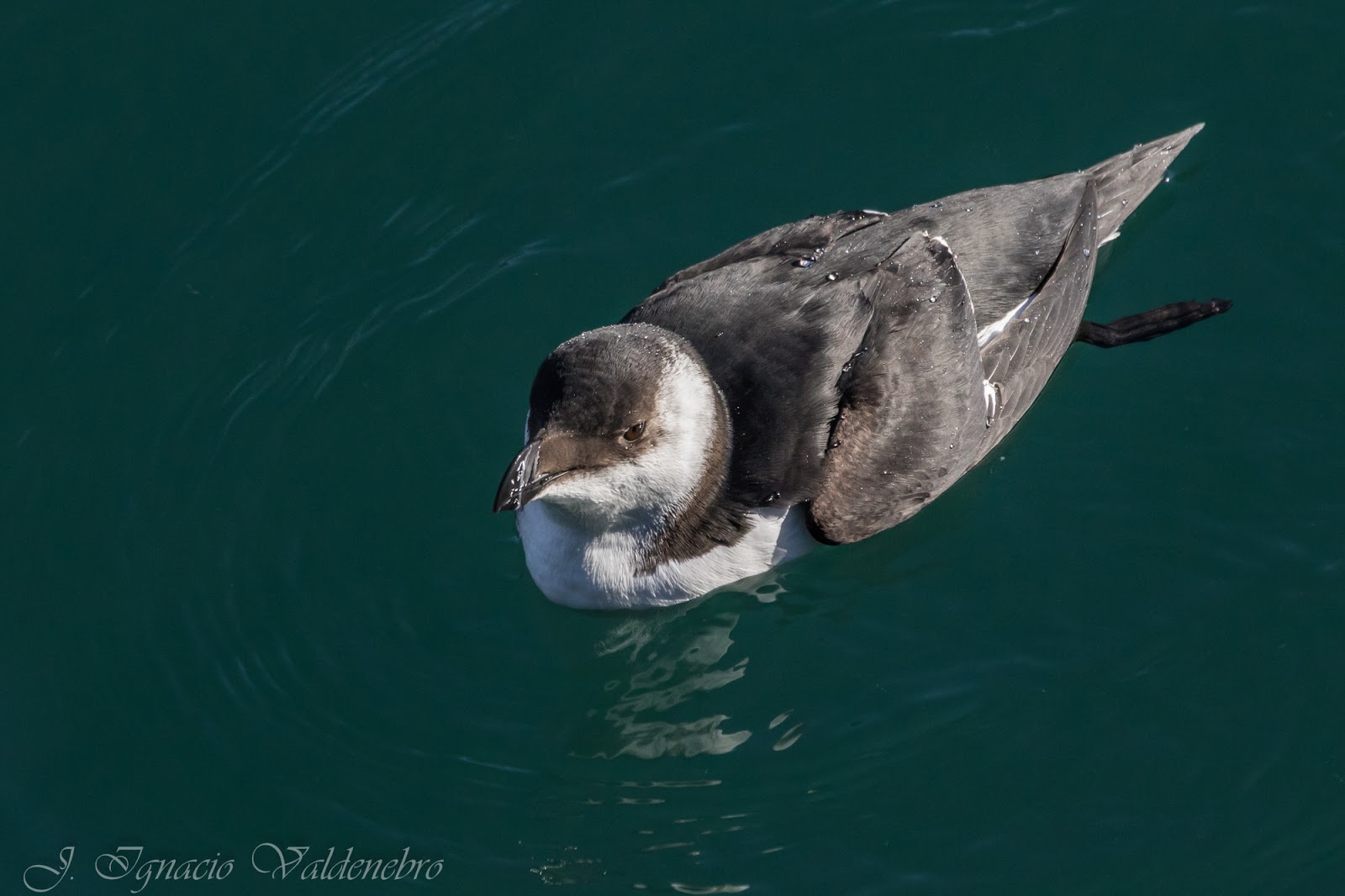 DocNatureBlog: El pingüino europeo. Alca Común (Alca torda). Alca Monxa.