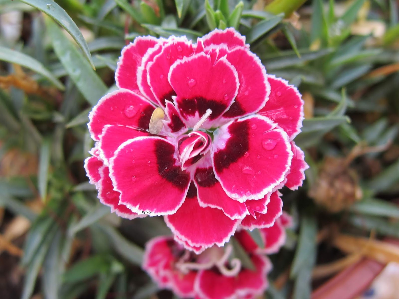 Errante fugacidad: Clavel