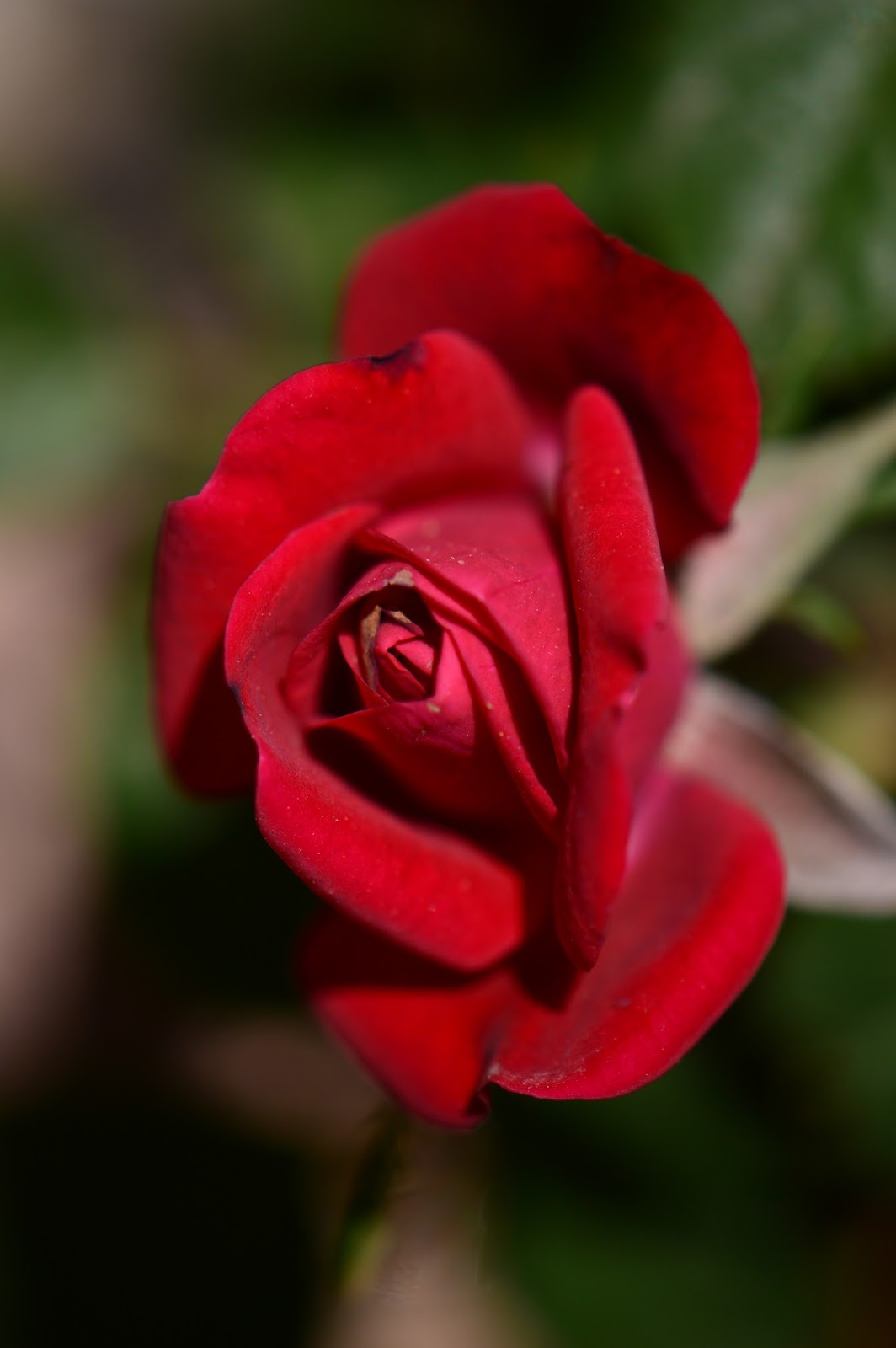 A Small, Sunny Garden: The Little Red Rose