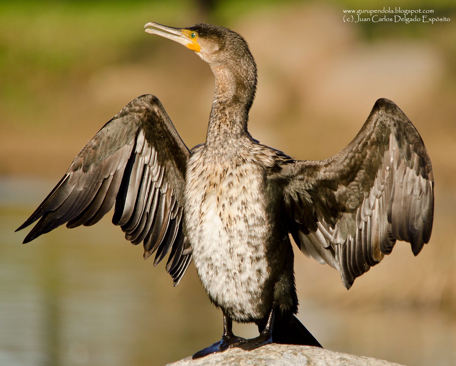 gurupendola: CORMORÁN GRANDE (Phalacrocorax carbo)