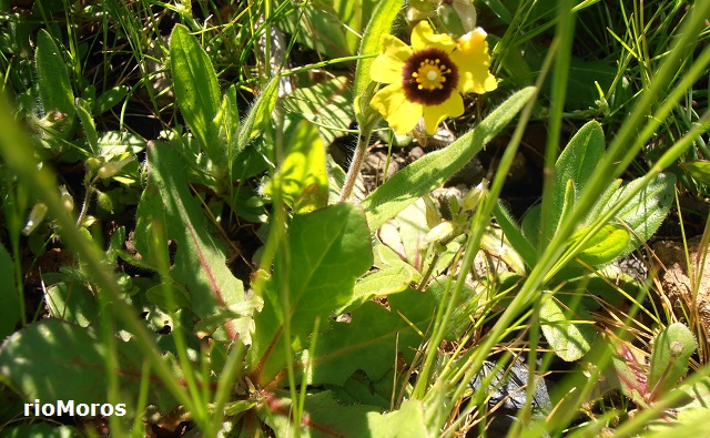 HIERBA TURMERA: Tuberaria guttata | Plantas rioMoros