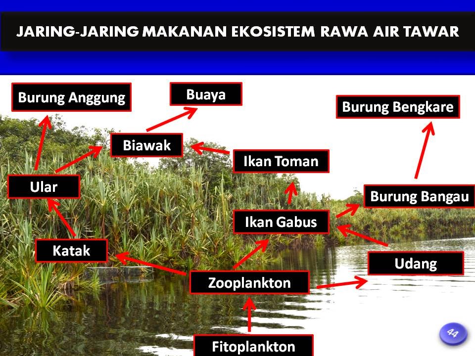 Ekositem Rawa Air Tawar: EKOSISTEM RAWA AIR TAWAR.PPT