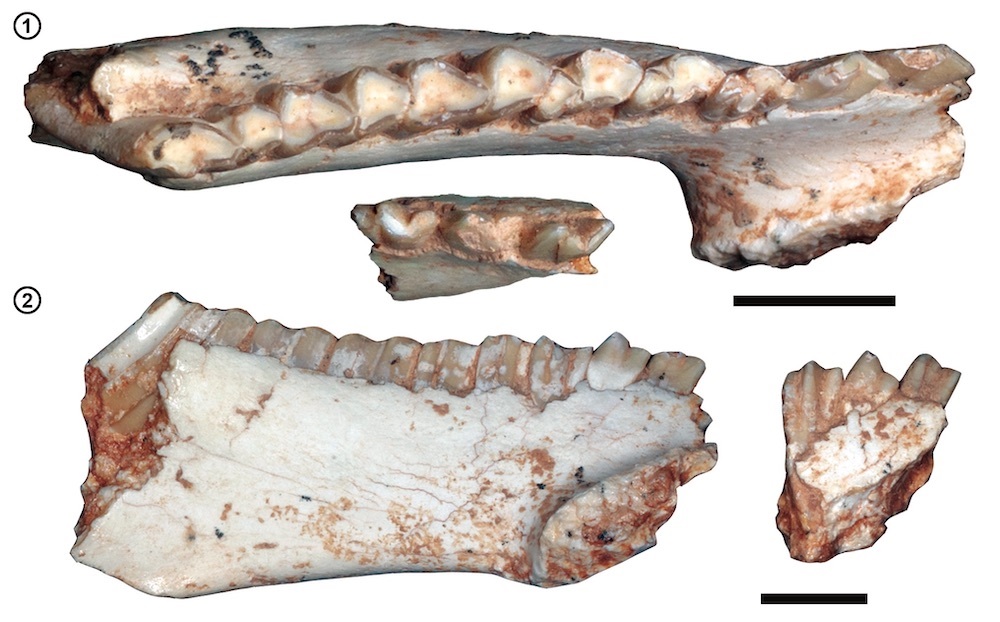 Species New to Science: [PaleoMammalogy • 2020] Juchuysillu ...